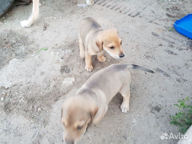 Щенки русской гончей