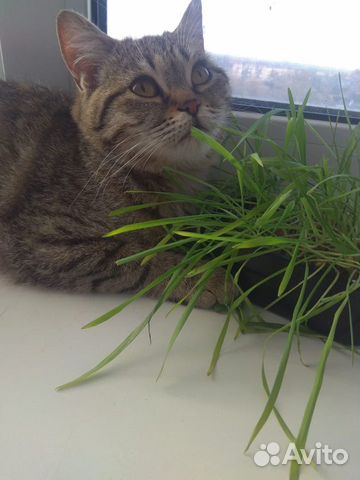 Молодая девочка в поисках дома