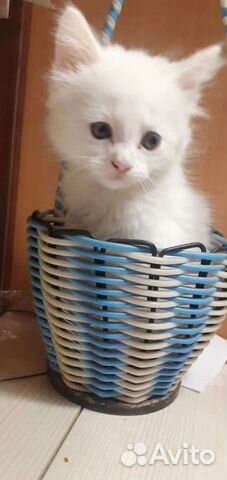 Котята белые и черепаховая 1,5 мес