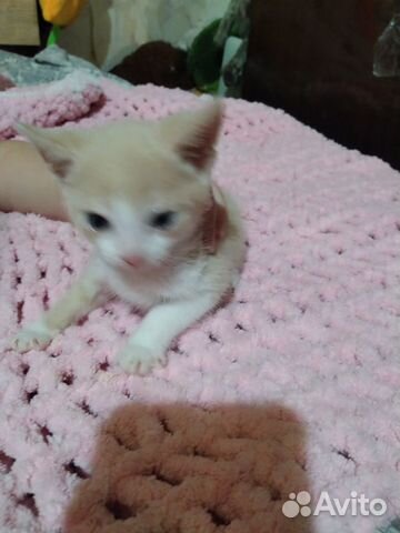 Британские котята в дар