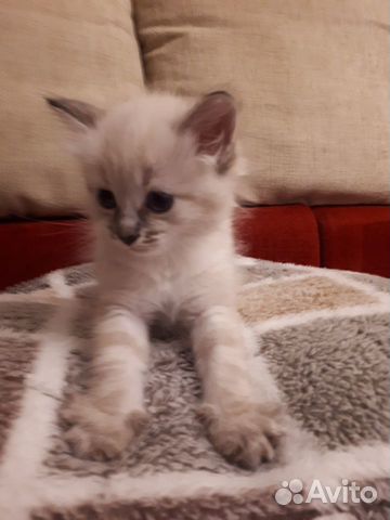 Продам котят породы невская маскарадная