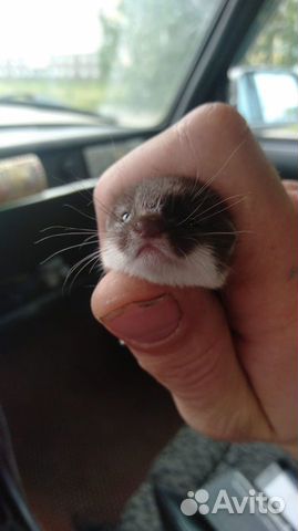 Ласка щенок