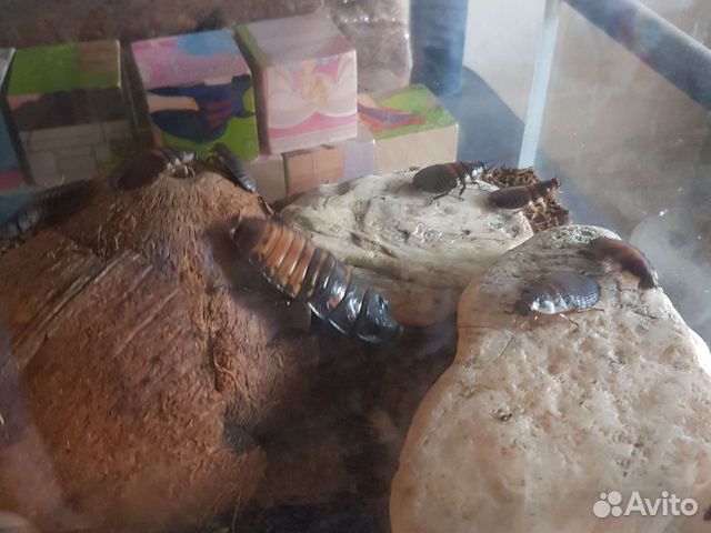 Мадагаскарский шипящий таракан (живородящий)