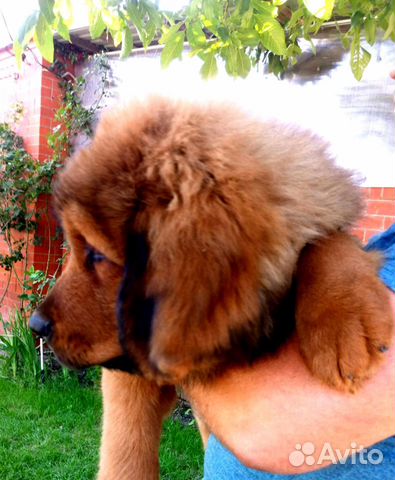 Малыш очень контактный и перспективный