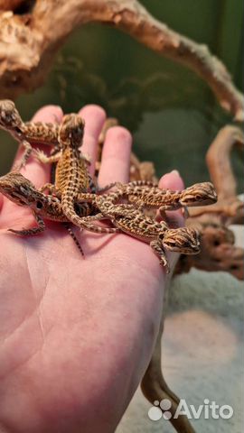 Бородатая агама