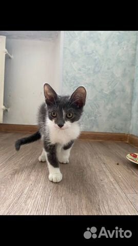 Кот Том