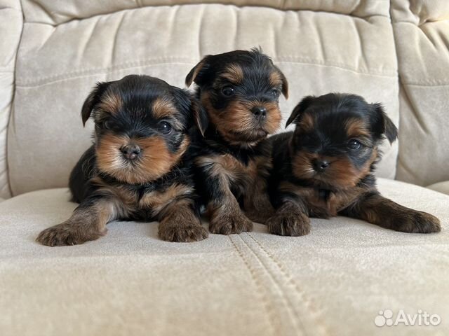 Щенки йорка мини, беби фэйс
