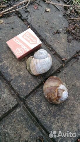 Виноградная улитка