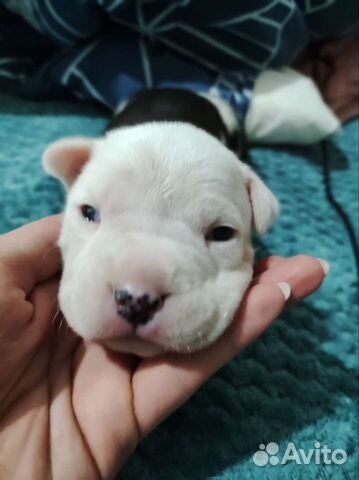 Кобель аст 29.12.22гр