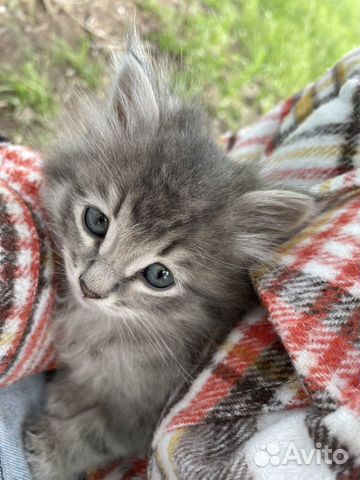Сибирский котёнок