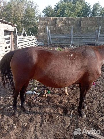 Лошадь и жеребёнок