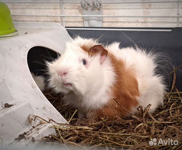 Морская свинка