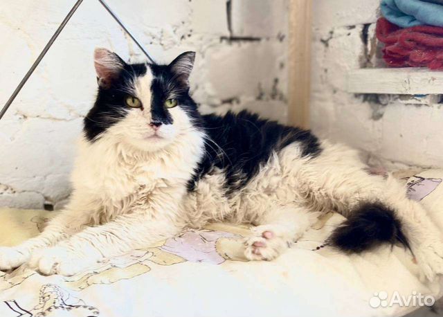 Котодети из приюта ищут своих родителей