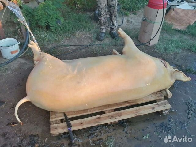 Мясо свинина домашняя