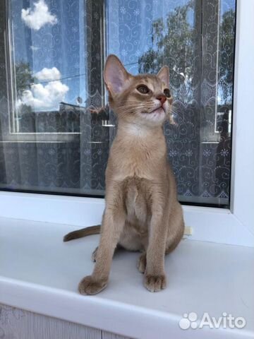 Котик абиссинской породы с родословной