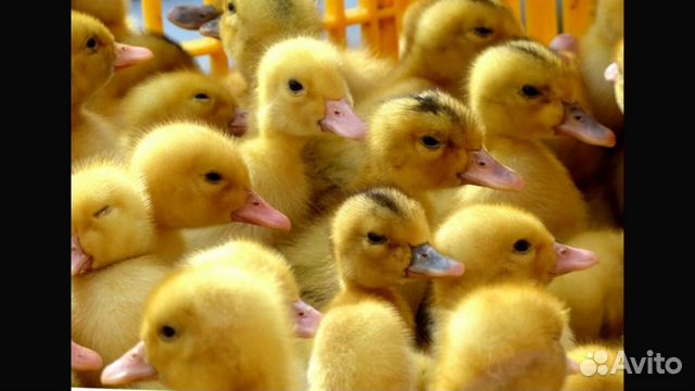 Мускусные утята индоутки