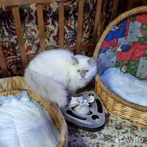 Красивый котик в добрые руки