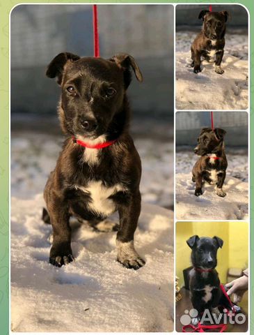 Маленький щенок мальчик ищет дом