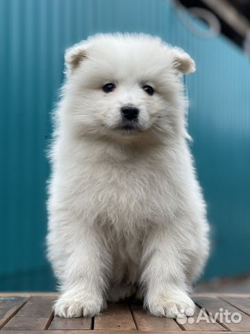 Щенки самоедской лайки