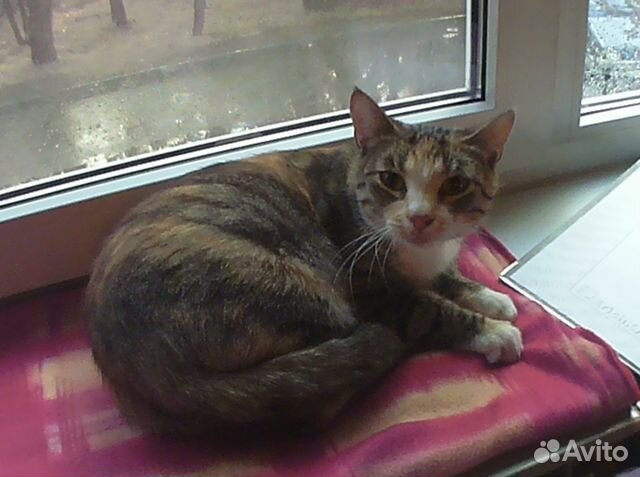 Отдам кошку в добрые руки, спасите живое существо