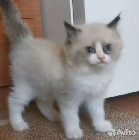 Котята Регдолл чистокровный