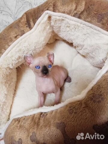 Эльфик. Мальчик