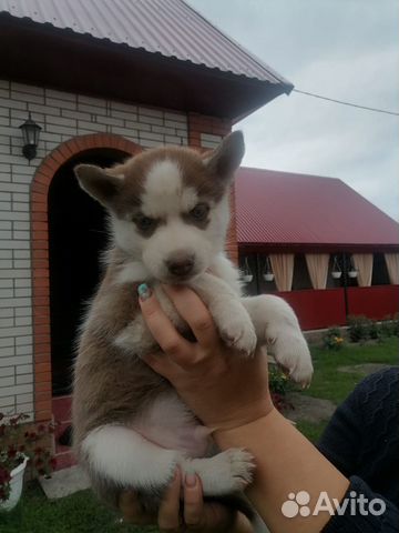 Продам щенка хаски