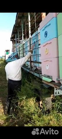 Продам пасеку