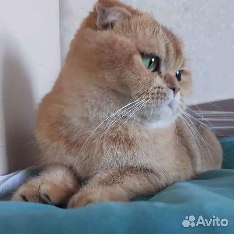 Кошечка шиншилла