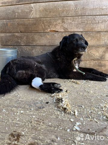 Пес с тяжелой судьбой