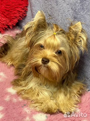 Кукольная девочка голдмерле