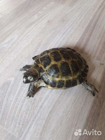 Черепаха сухопутная