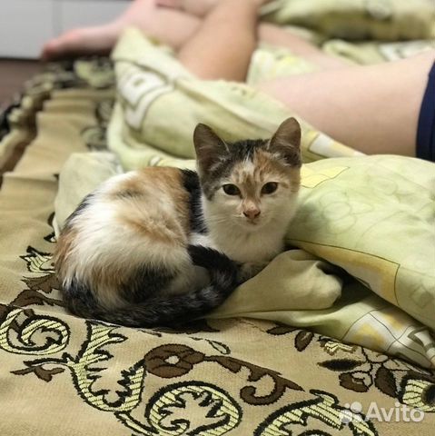 Котенок ласковый