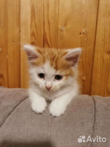 Ласковый пушистик Боня в дар