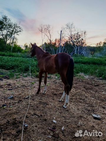 Жеребчик 1.5