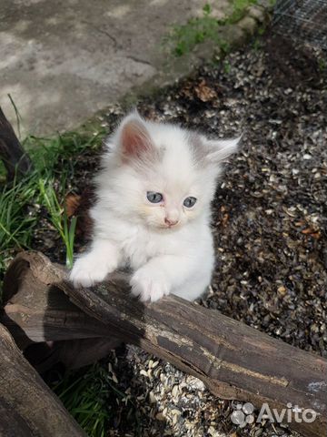 Котята бесплатно