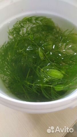 Аквариумное растение, роголистник