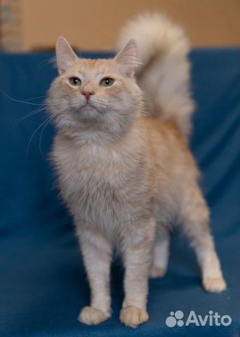 Шикарный кот ищет дом