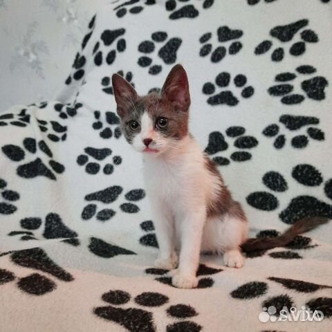 Кошка в дар