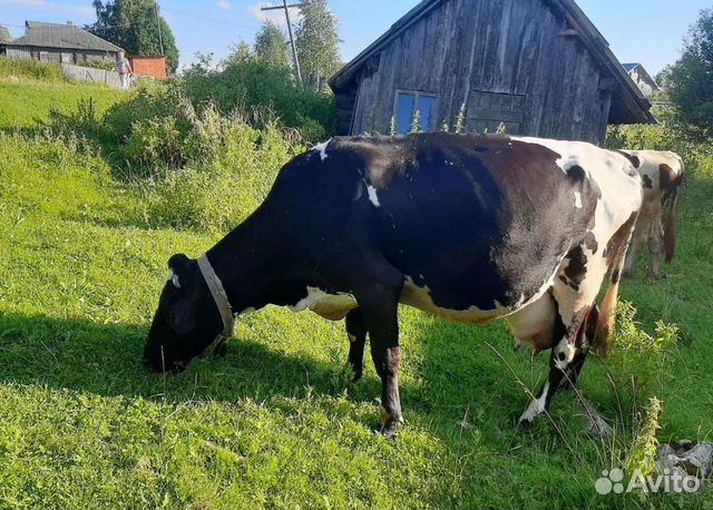 Корова высокоудойная