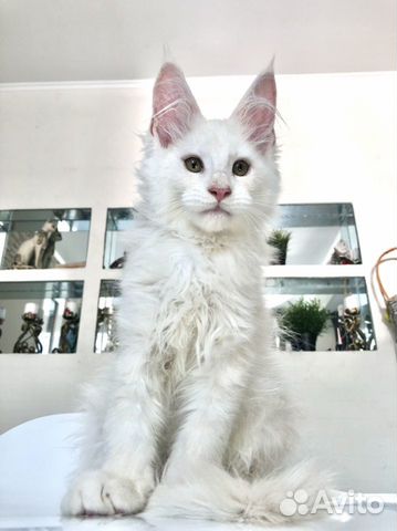 Котик драгоценного окраса