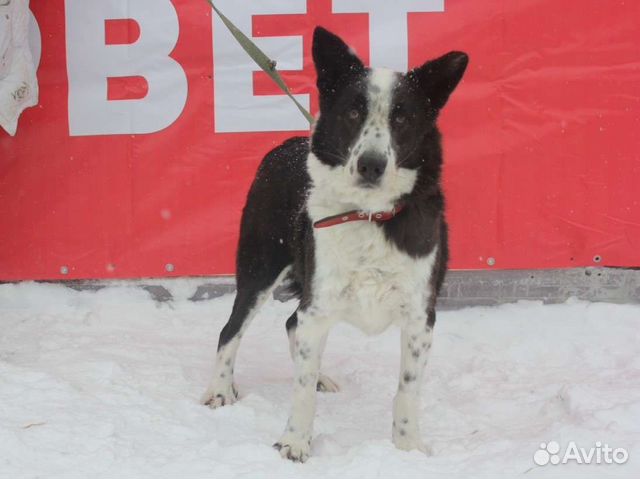 Крупный пёс Алтай в дар