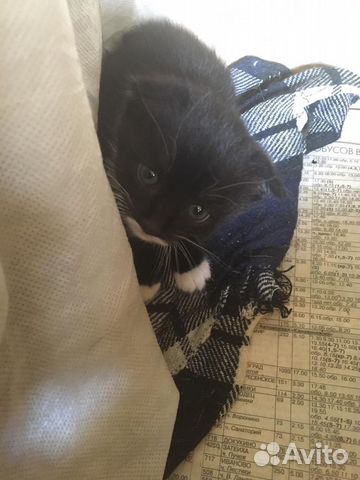 Котенок вислоухий ищет дом