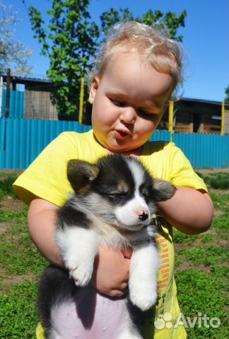 Вельш корги. Щенки с доставкой на дом)