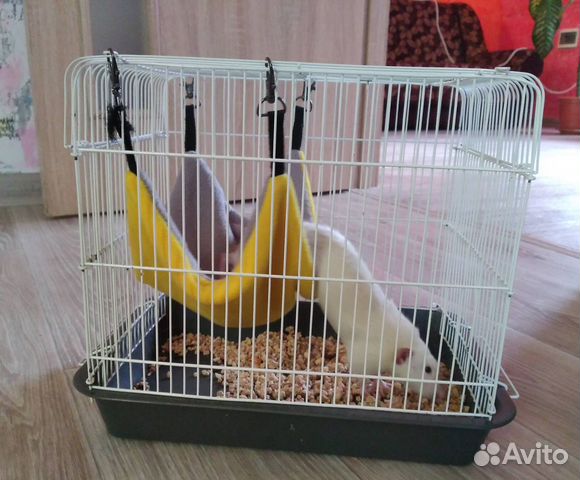 Крыса дамбо с клеткой