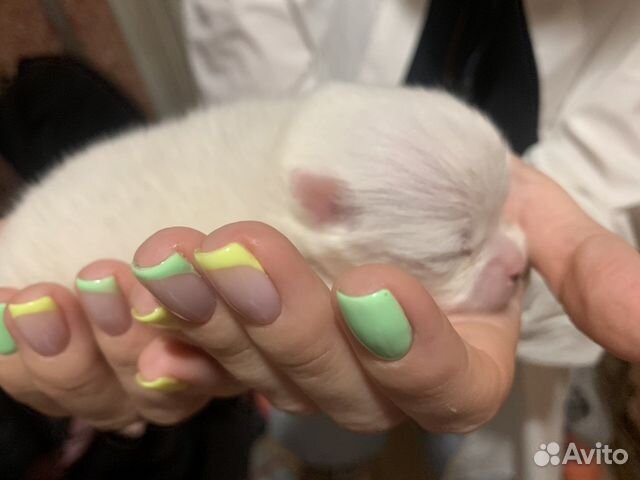 Щенки померанского шпица медвежьего типа белые