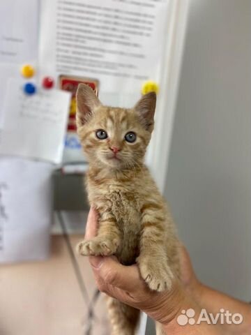 Рыженькое чудо