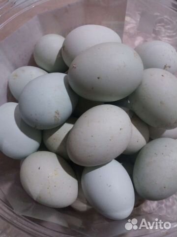 Яйца ухейилюй голубые и цесарок