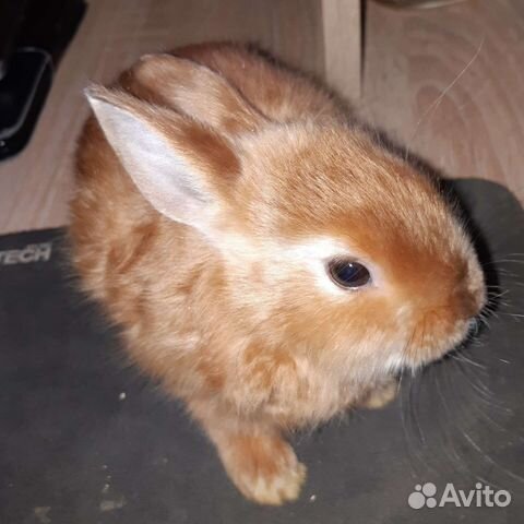 Декоративные кролики. Клетки. Доставка