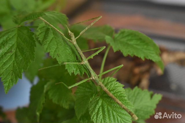 Аннамский палочник (Medauroidea extradentata)